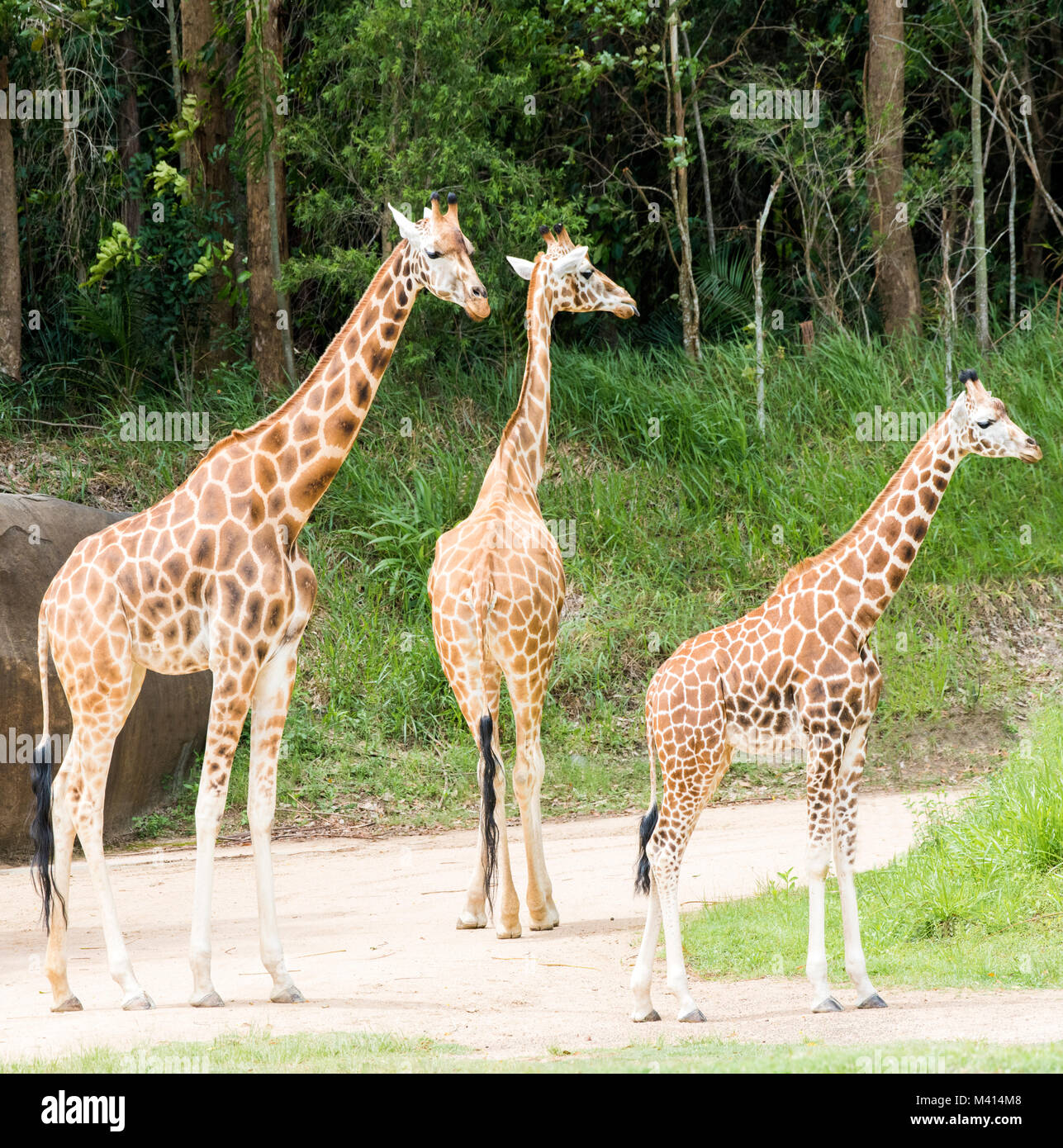 Galah eating from tree Stock Photo - Alamy