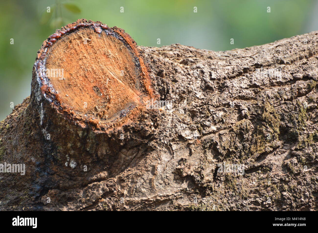 Hag tree hi-res stock photography and images - Alamy