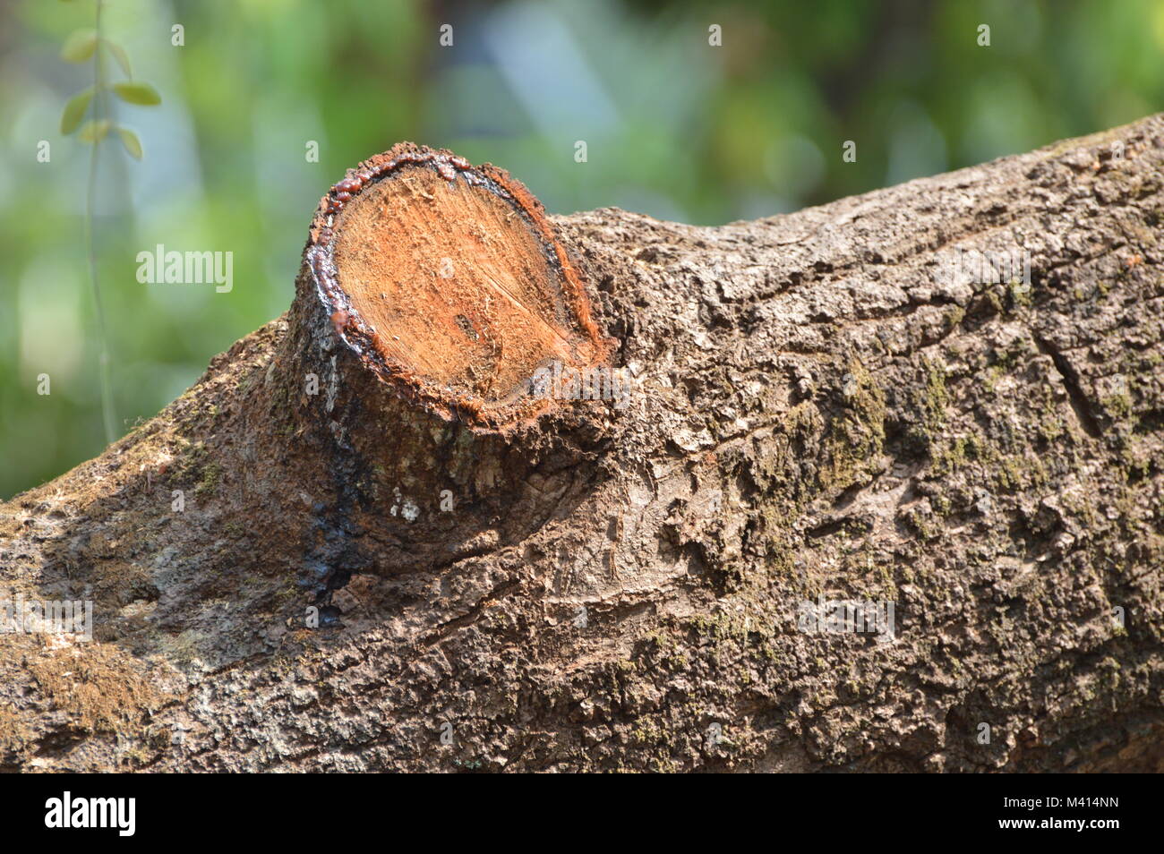Hag tree hi-res stock photography and images - Alamy