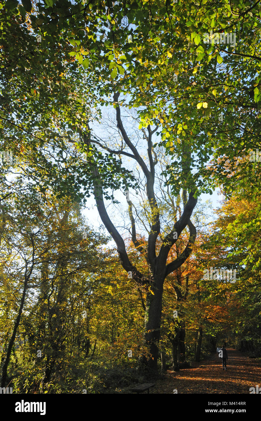 Twisted tree branches hi-res stock photography and images - Alamy
