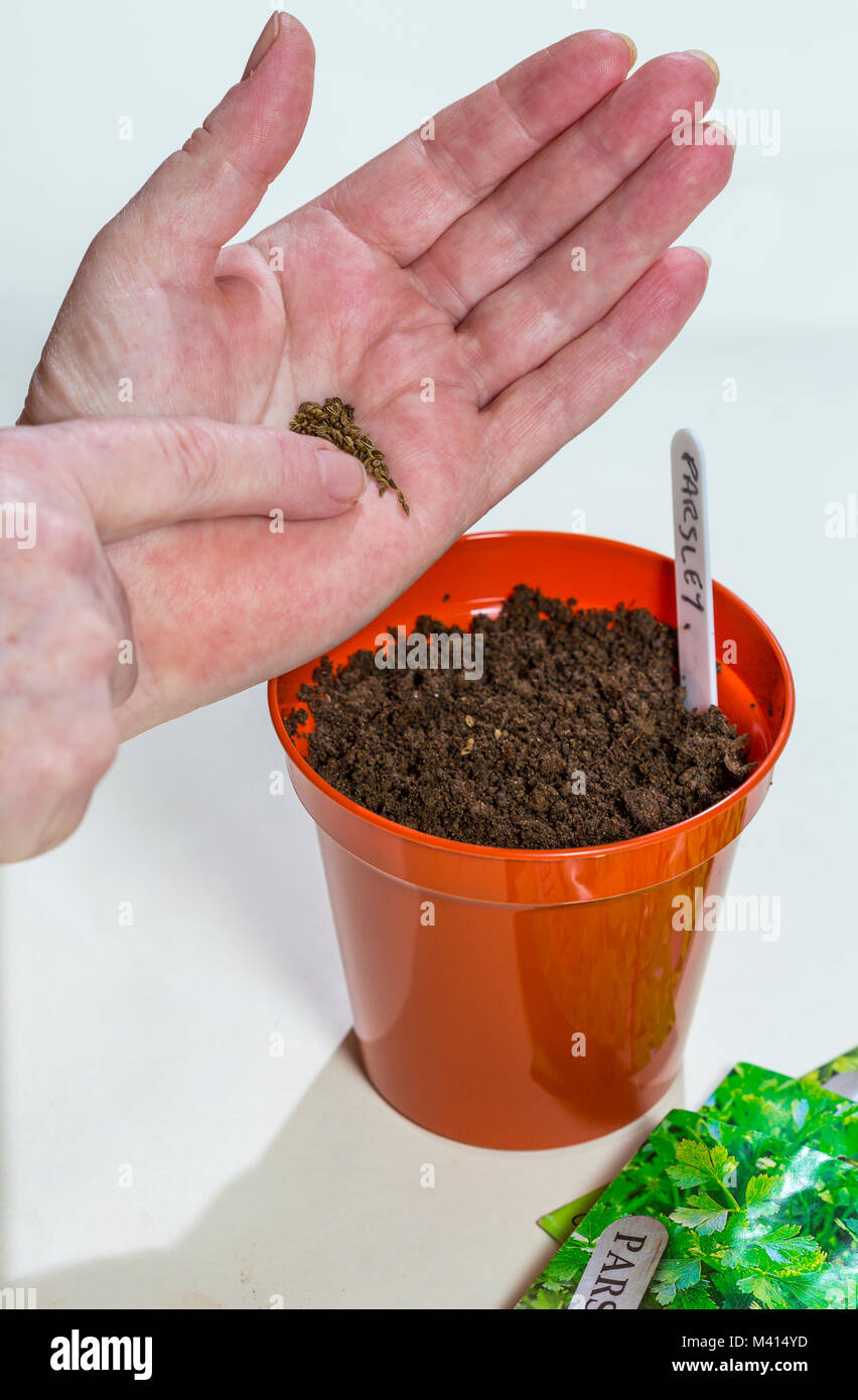 Planting parsley seeds in a pot Stock Photo - Alamy