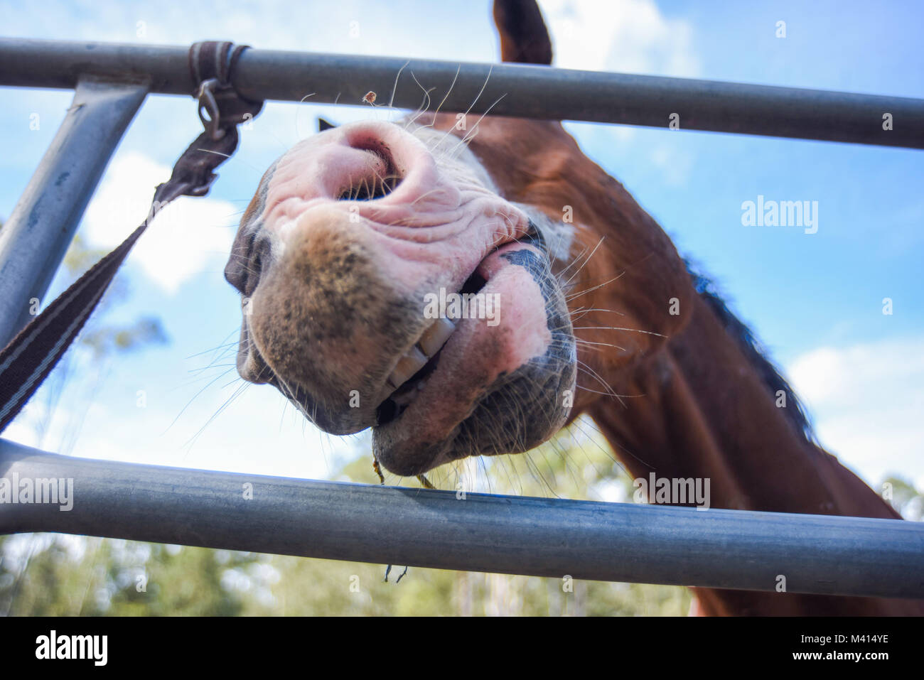Galah eating from tree Stock Photo - Alamy