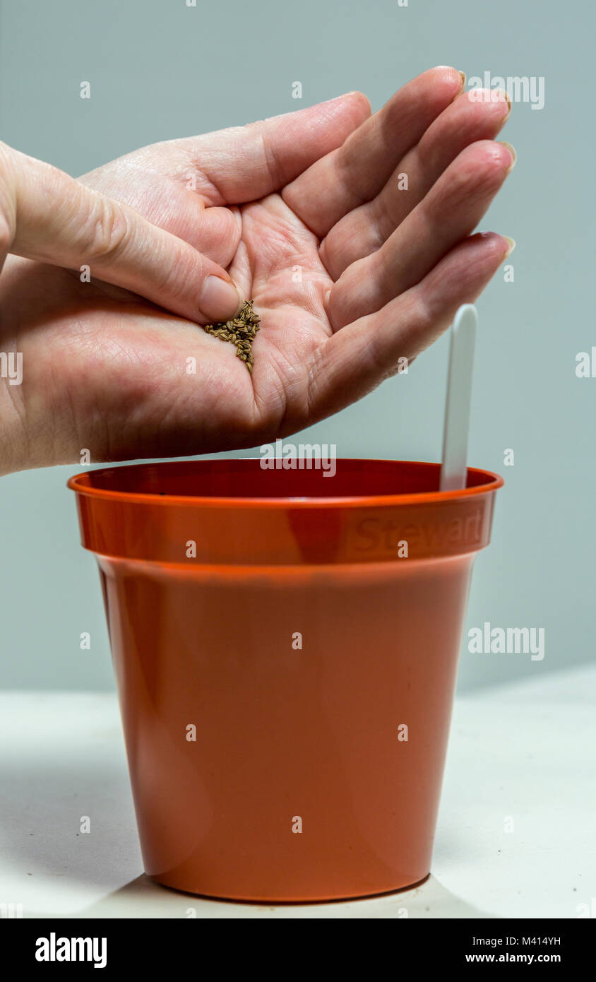 Planting a seed hi-res stock photography and images - Alamy