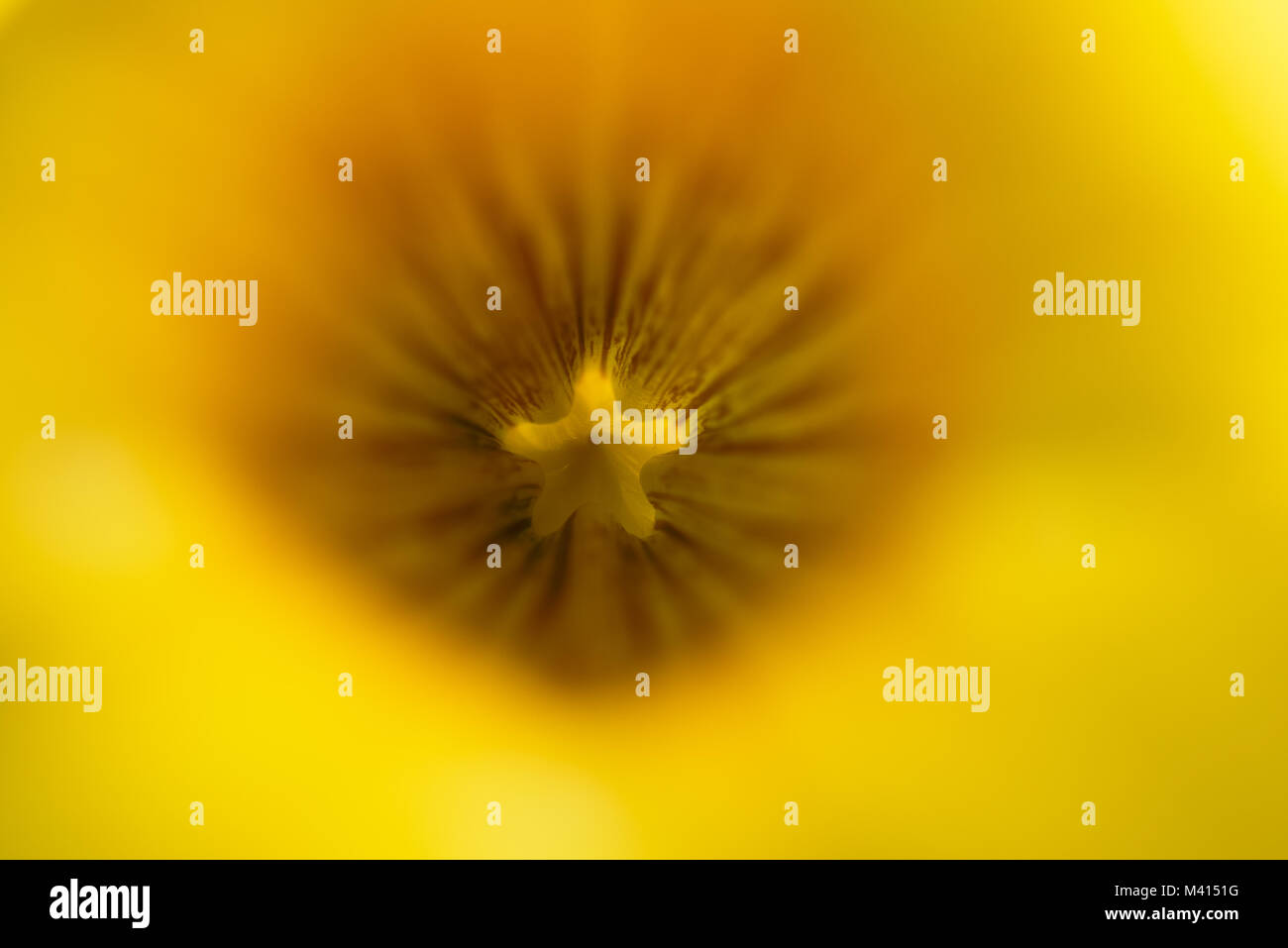 A close-up of yellow flower's ovary Stock Photo - Alamy