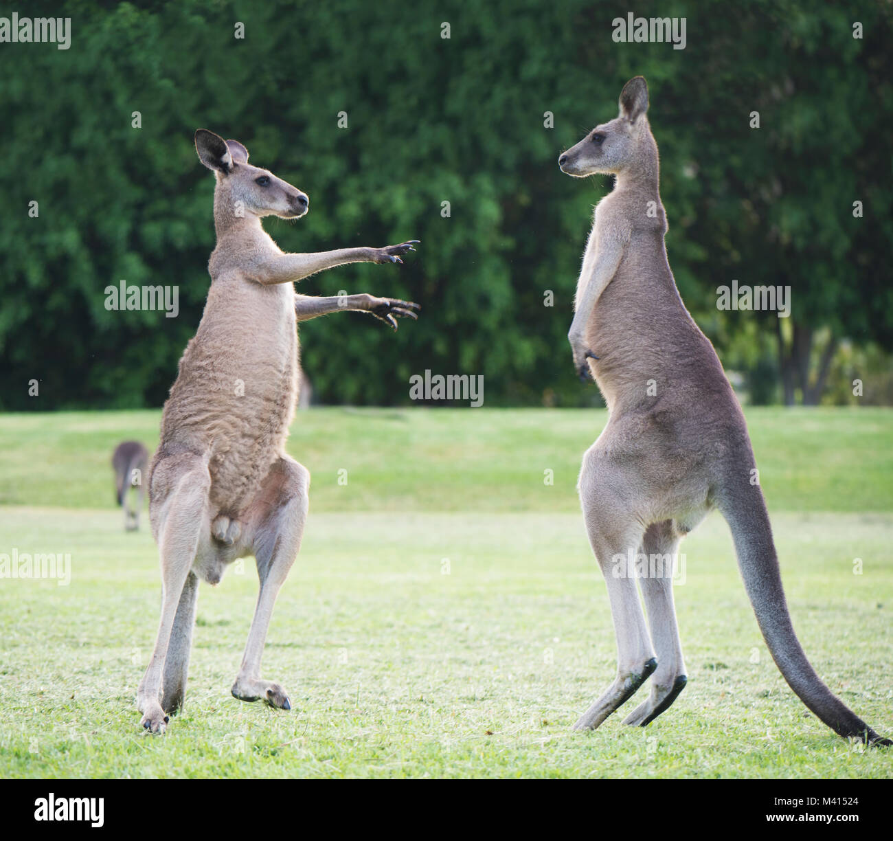 Kangaroos ready for a fight Stock Photo - Alamy