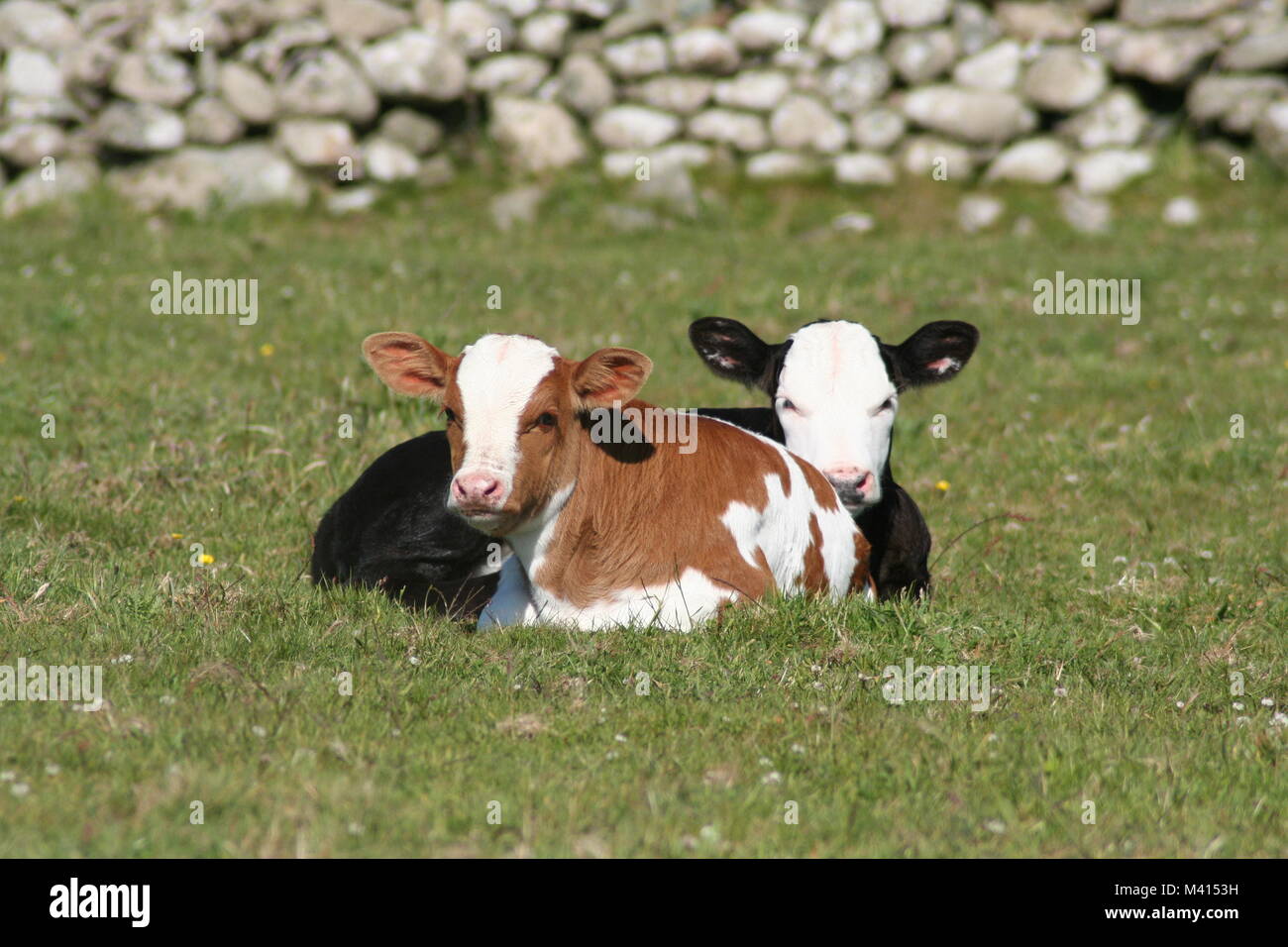 Pair of cute calves in field Stock Photo - Alamy
