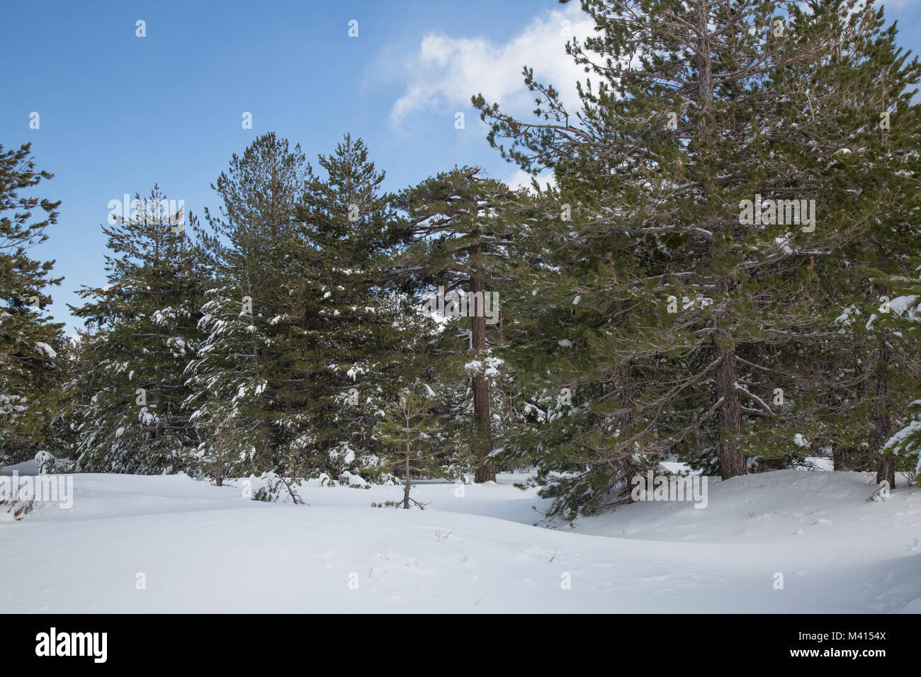 Snow on the needles of pine tree in the wood in winter Stock Photo - Alamy