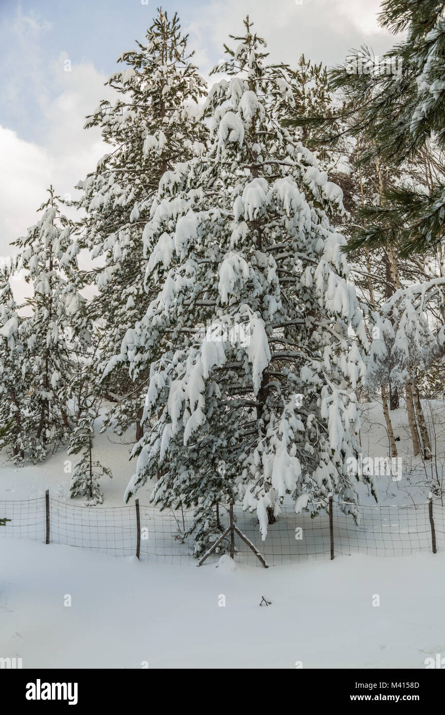 Snow on the needles of pine tree in the wood in winter Stock Photo - Alamy