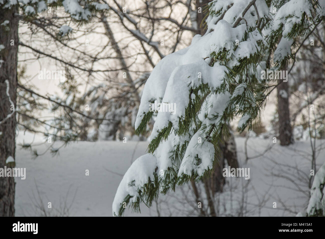Snow on the needles of pine tree in the wood in winter Stock Photo - Alamy