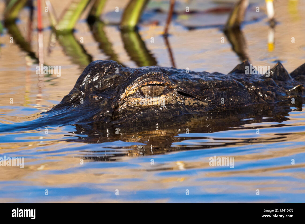 An American alligator (Alligator mississippiensis) laying low in the ...