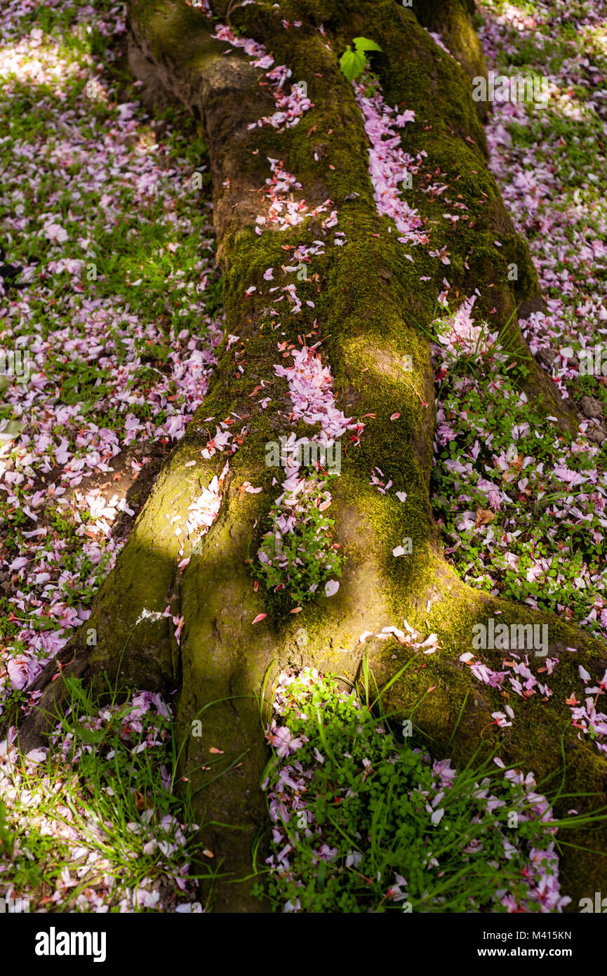 Fallen cherry blossoms at the moss-grown root of a cherry tree at ...