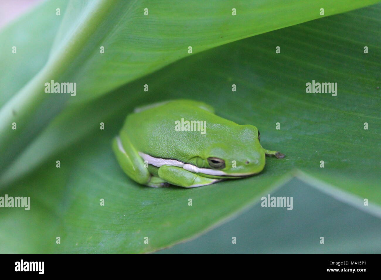 American Tree Frog or Hyla Cinera Stock Photo - Alamy