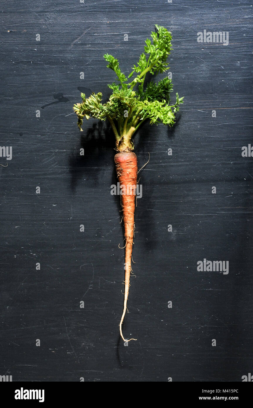 Single carrot fresh from the garden on a piece of slate Stock Photo - Alamy