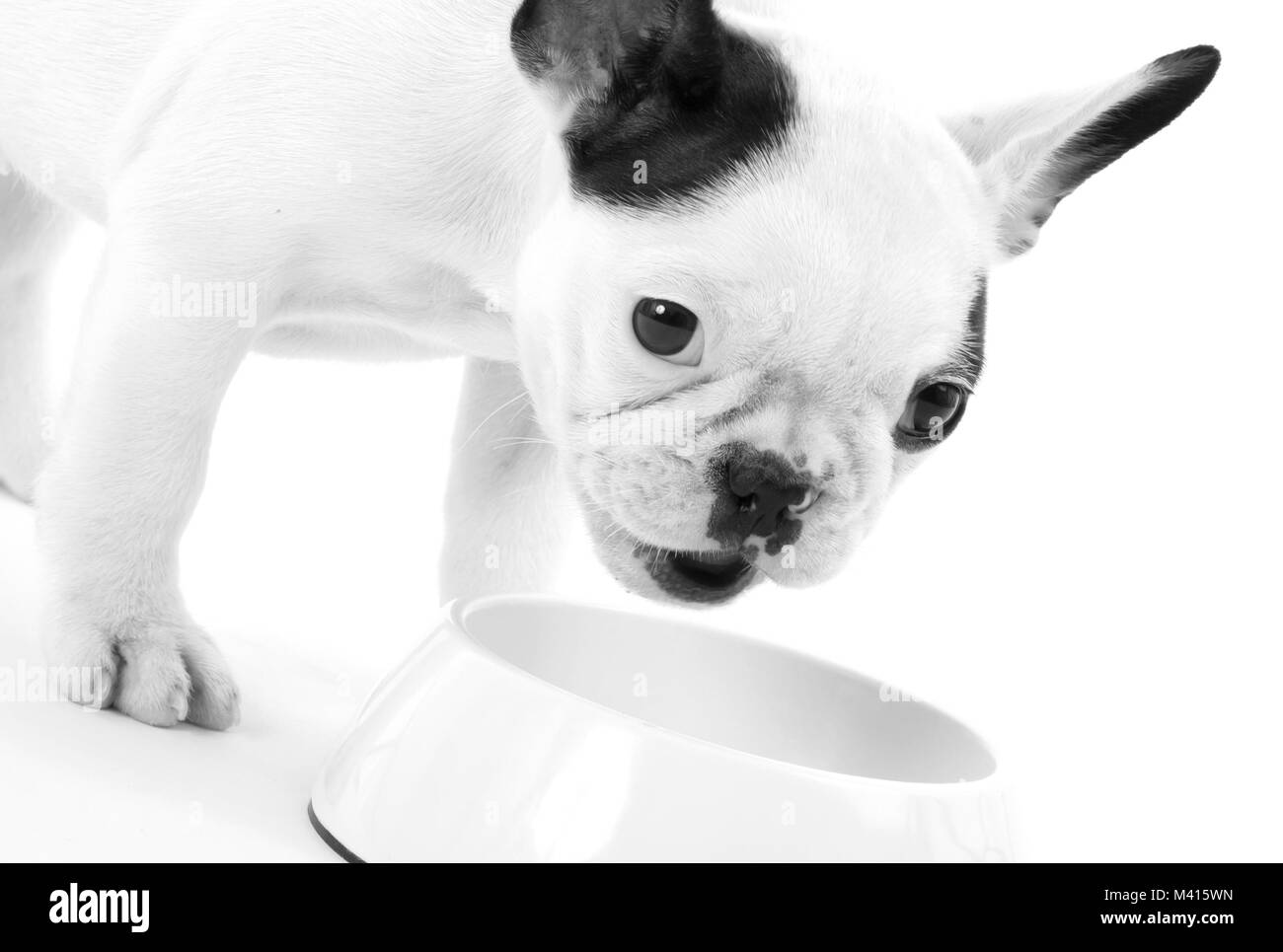French puppy bulldog eating, isolated on a white background, selective ...