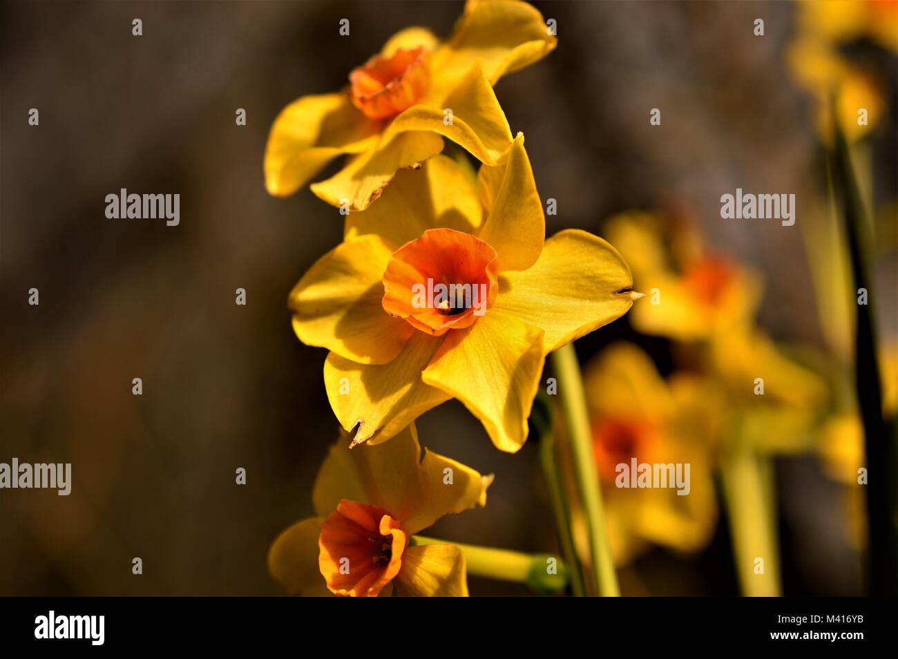 Narcissus - Narcissi, Devon Red, Daffodil Stock Photo - Alamy
