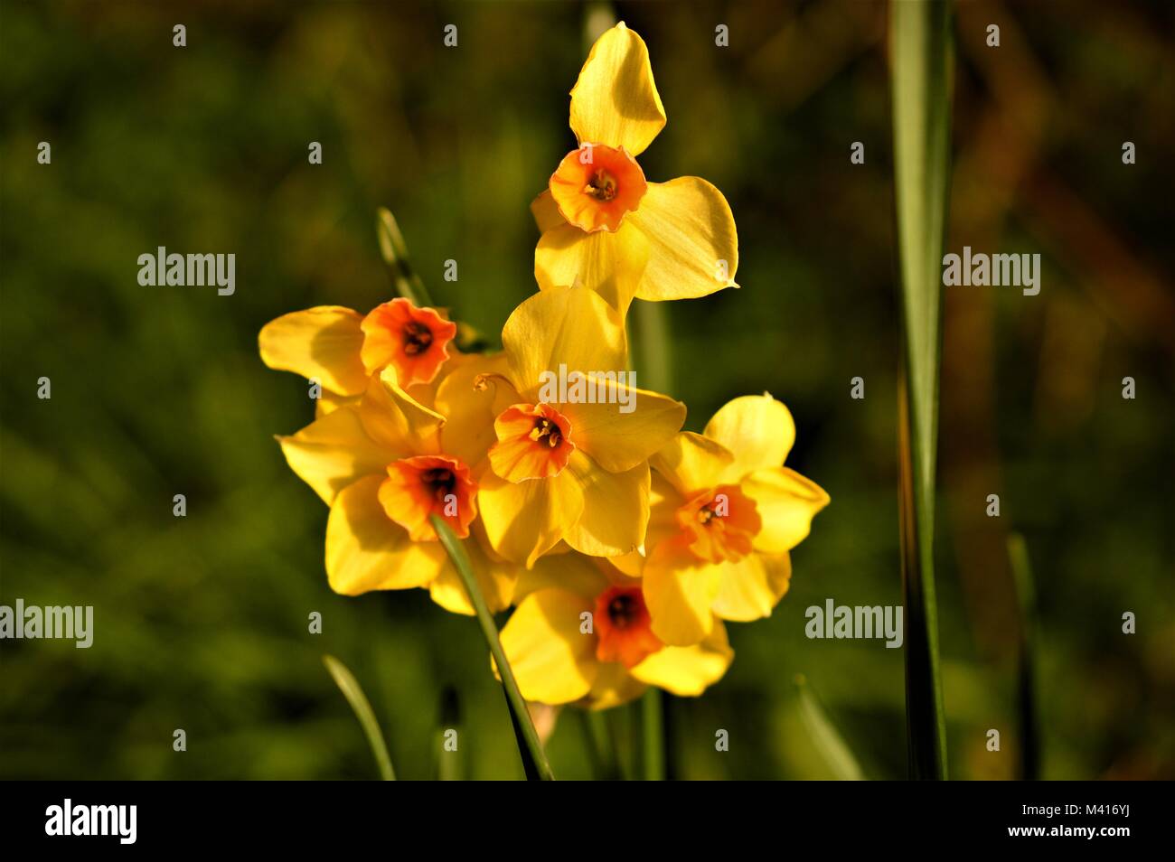 Narcissus - Narcissi, Devon Red, Daffodil Stock Photo - Alamy