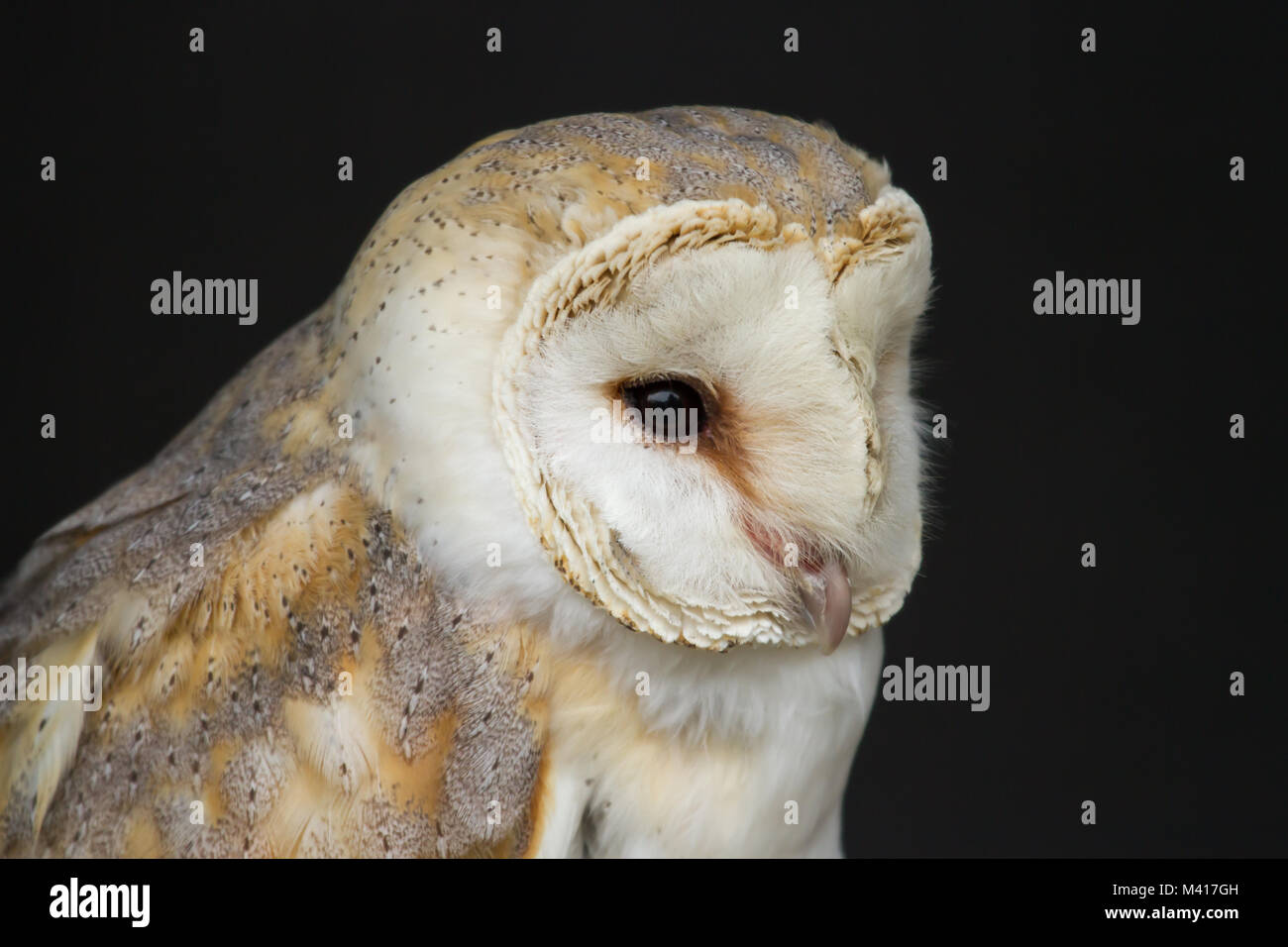 photo portrait of a beautiful Barn owl Stock Photo - Alamy