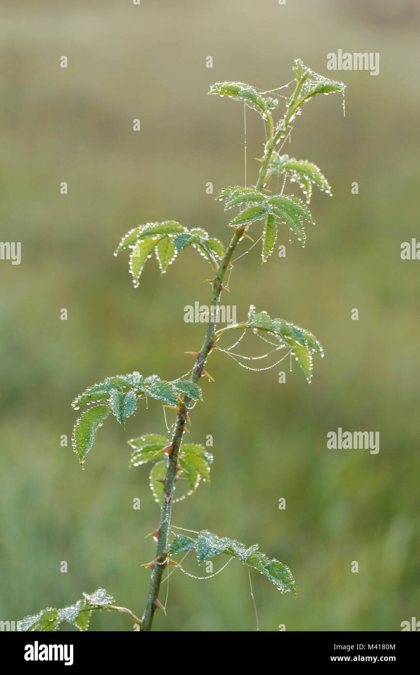 Rose (Rosa sp) leaves with dew, West Yorkshire, England, September ...
