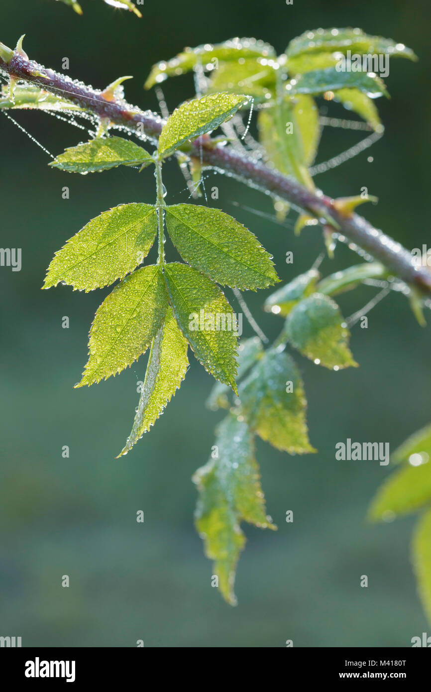 Rose with thorns and leaves hi-res stock photography and images - Alamy