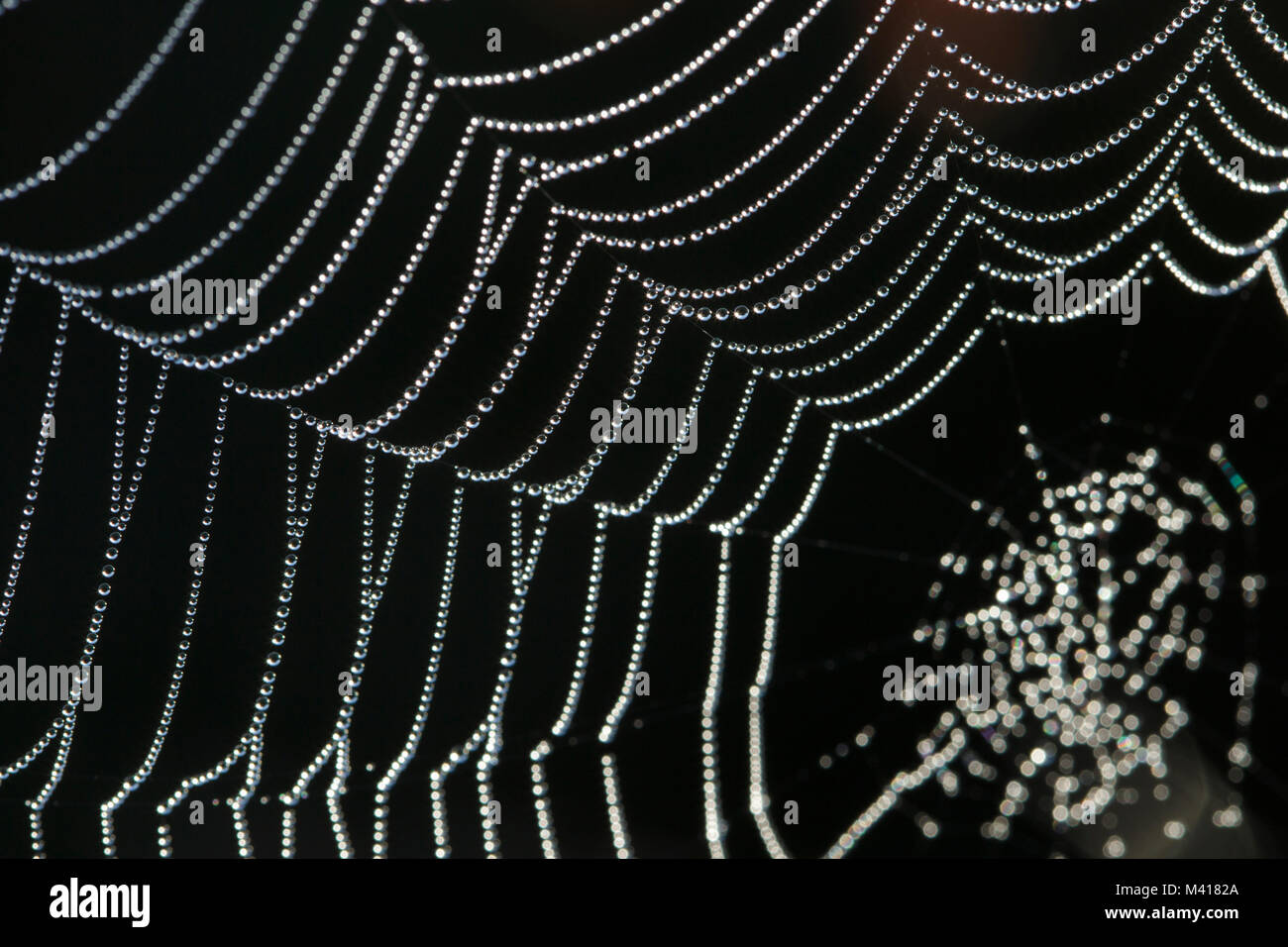 Water droplets on spider's web, West Yorkshire, England, September ...