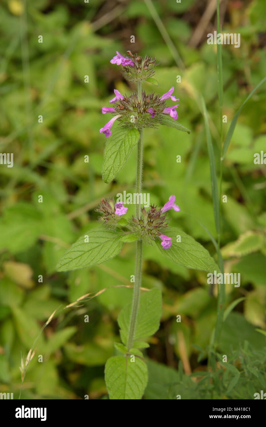 Wild Basil, Clinopodium vulgare Stock Photo - Alamy