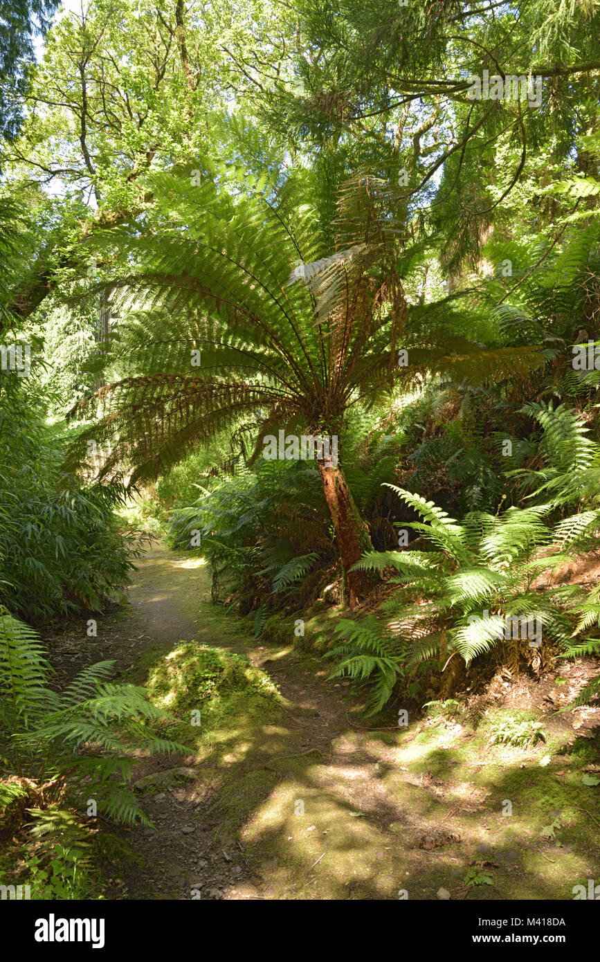 Mature tree ferns hi-res stock photography and images - Alamy