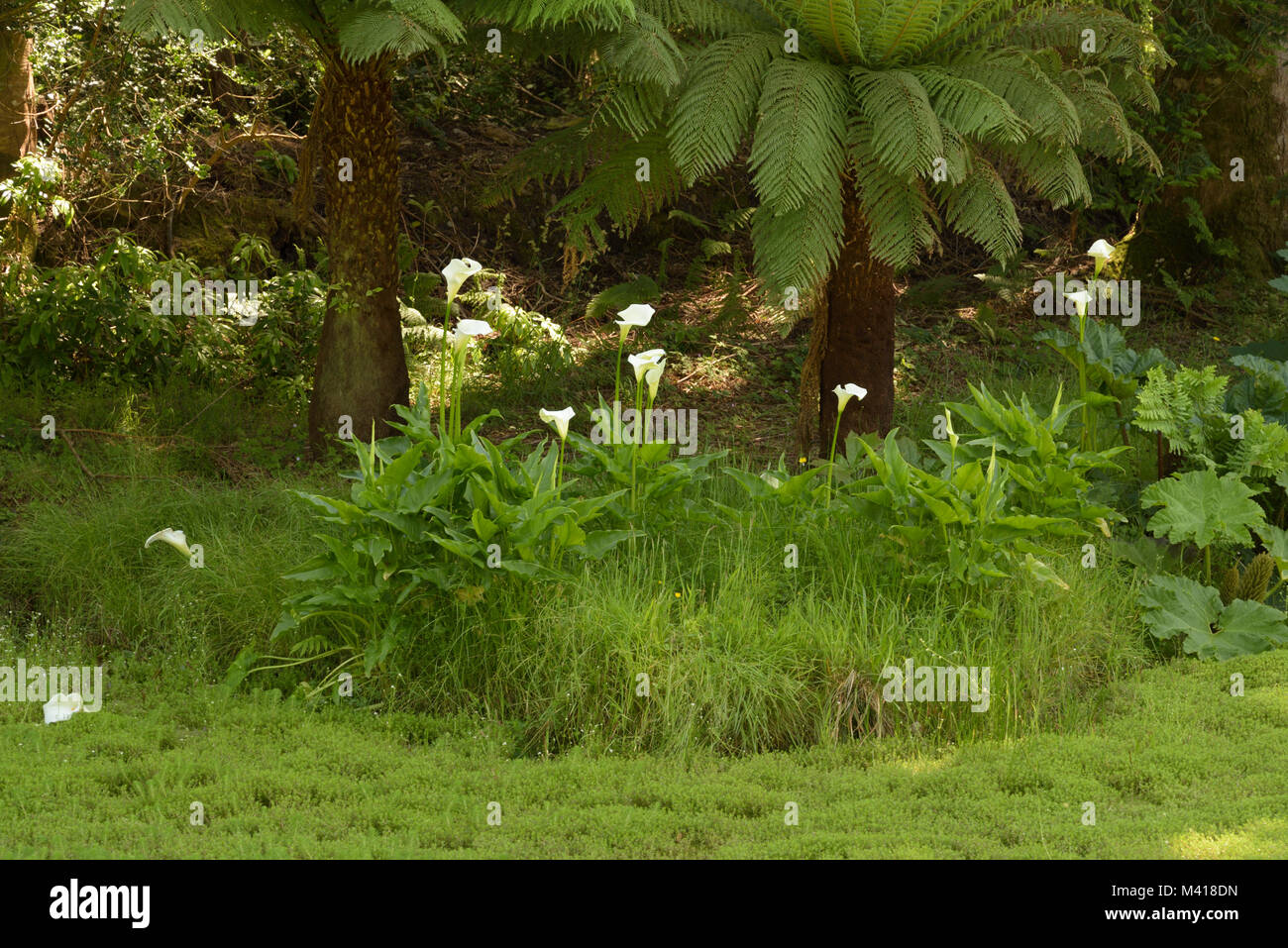 Zantedeschia aethiopica, Altar-lily at Dereen Gardens on the Beara ...