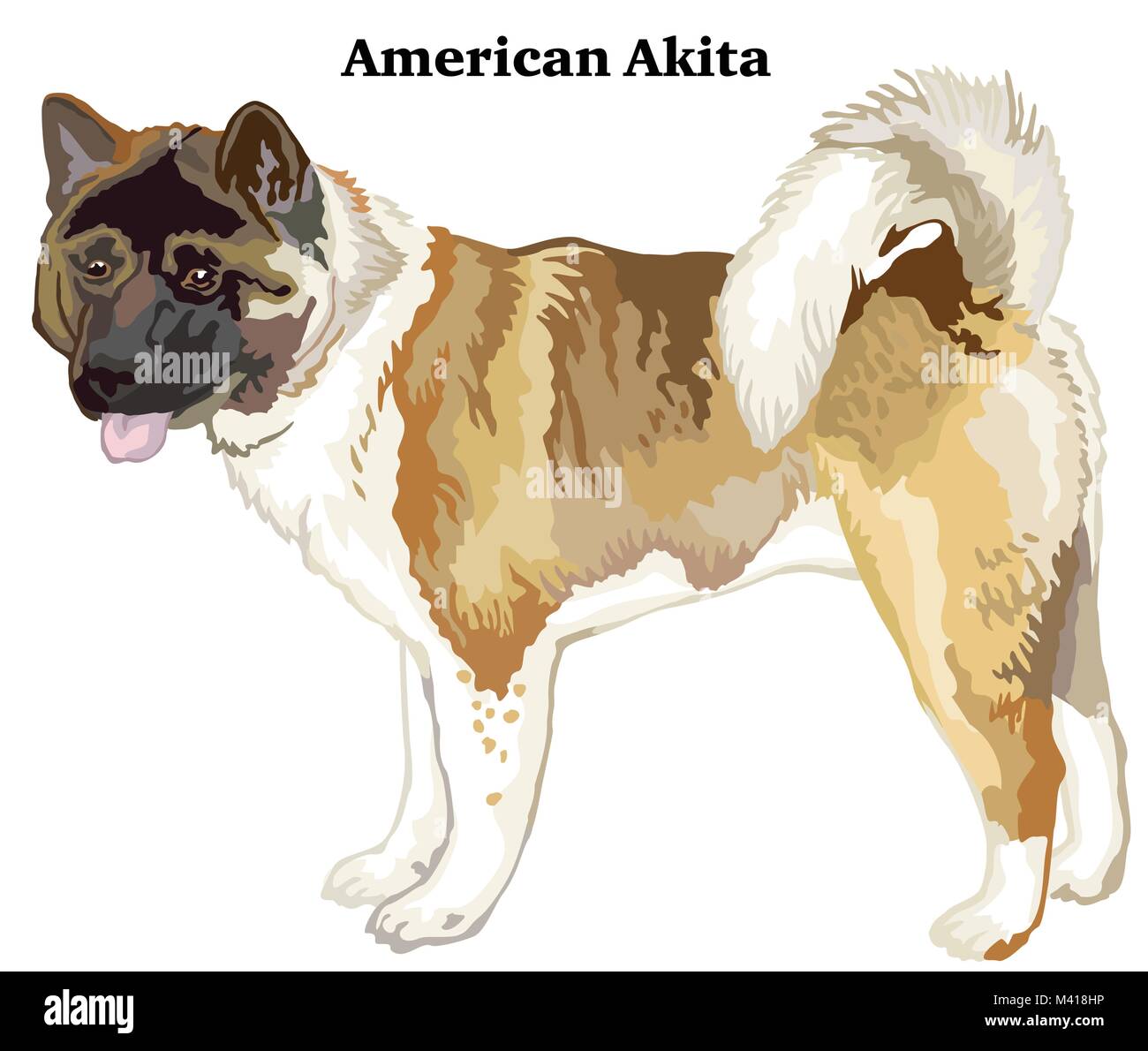 Portrait of standing in profile american akita, vector colorful ...