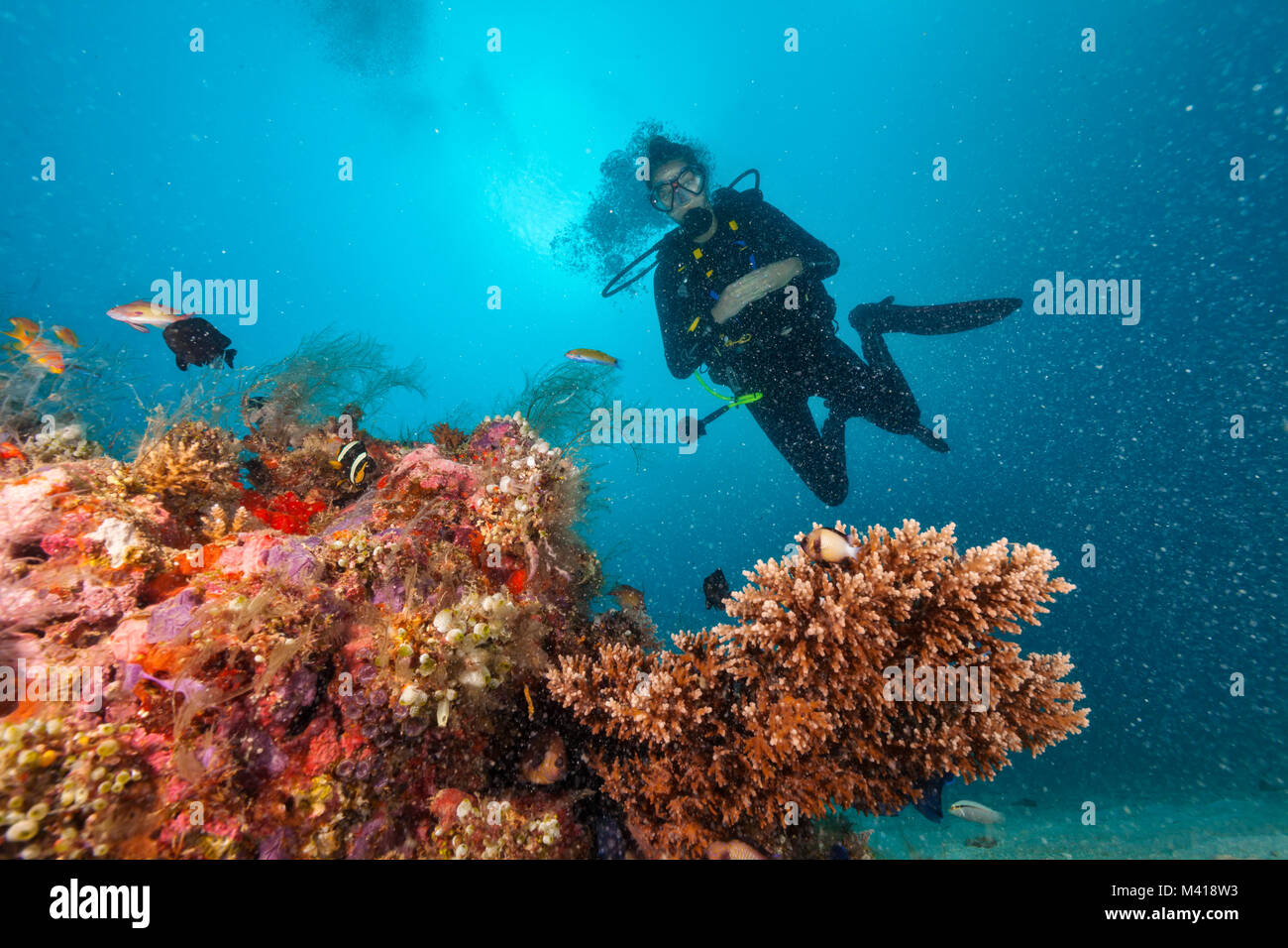 Young woman scuba diver exploring coral reef, underwater activities ...