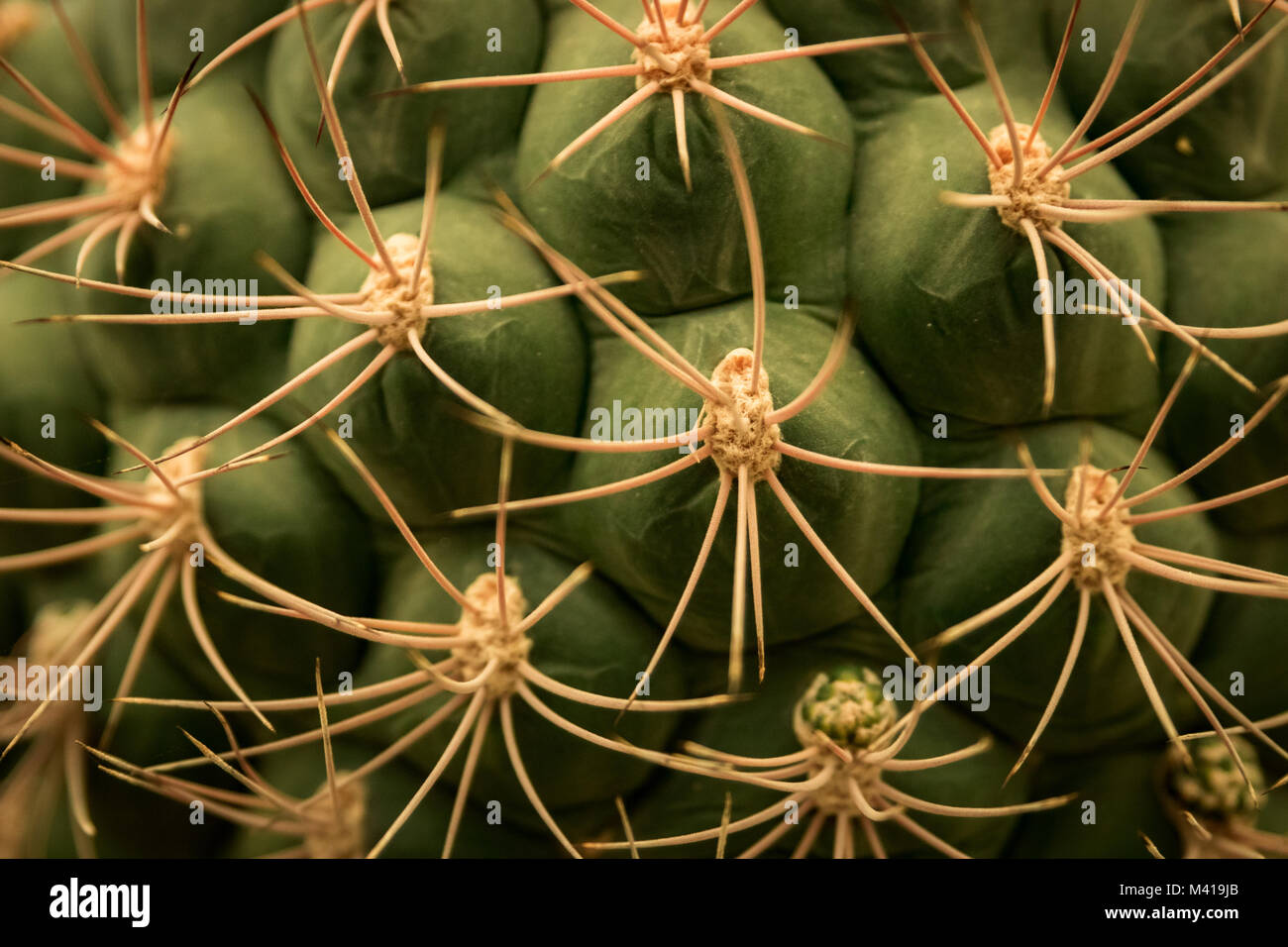 CLose-up on the detail of a cactus skin, showing incredible density of ...