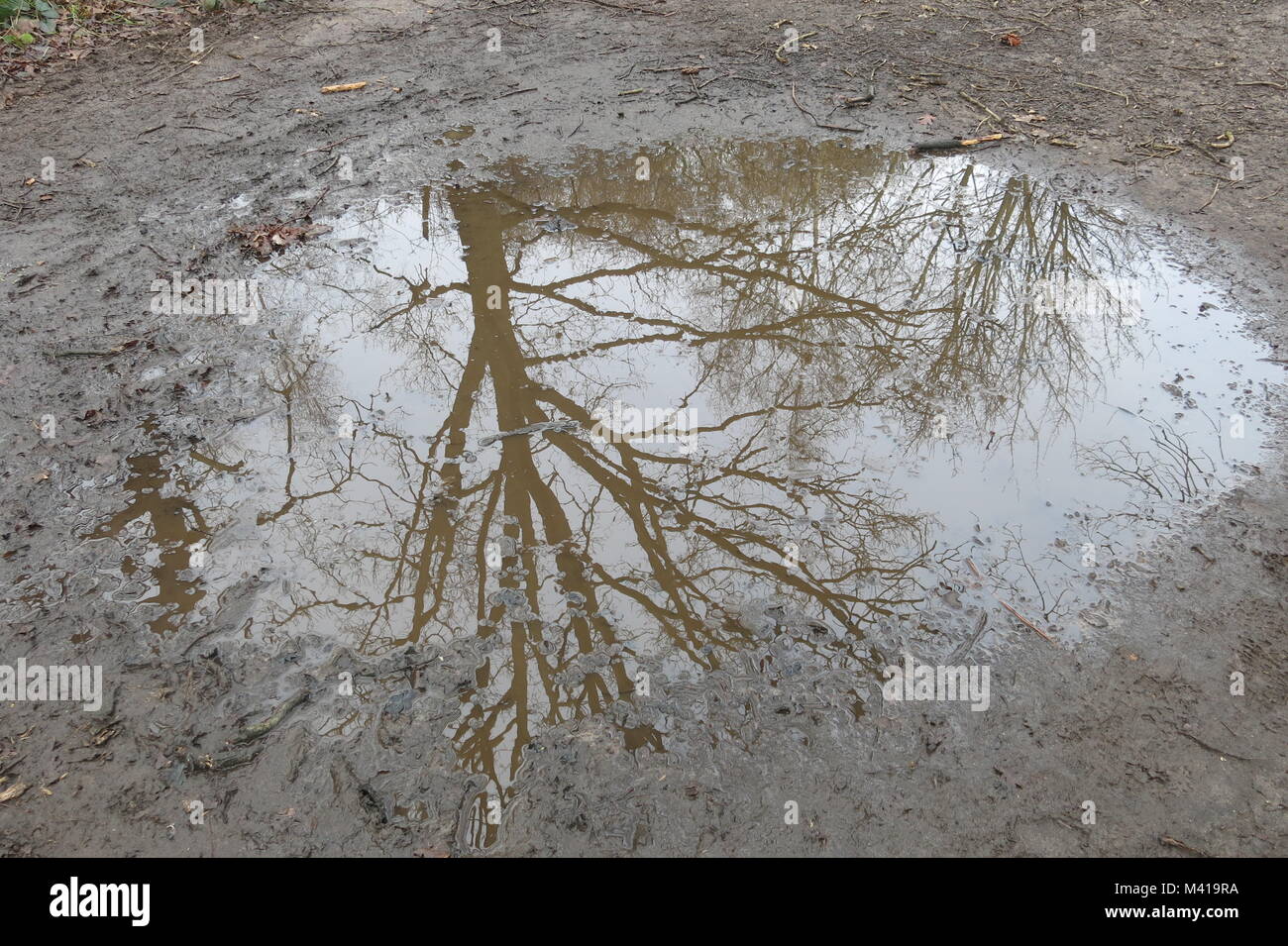 Reflection of a tree in a muddy puddle Stock Photo - Alamy