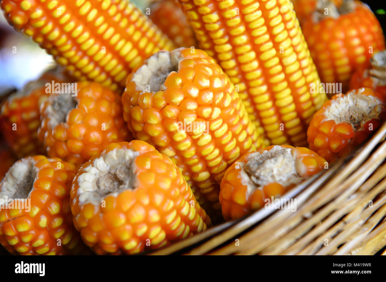 dry corn at agriculture farm at the north of thaialnd Stock Photo - Alamy
