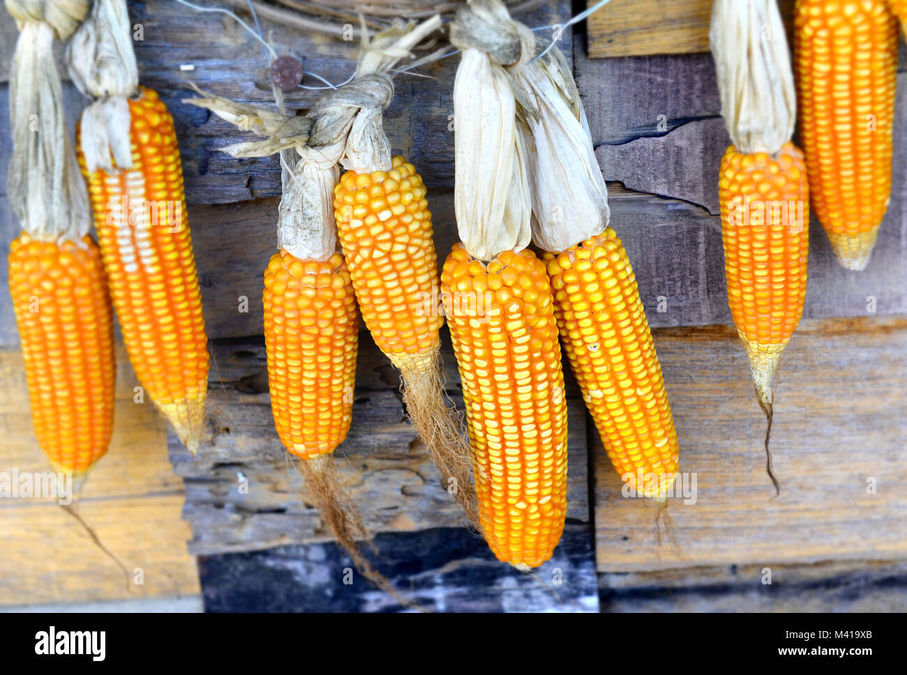 Farmer with corn seed hi-res stock photography and images - Alamy