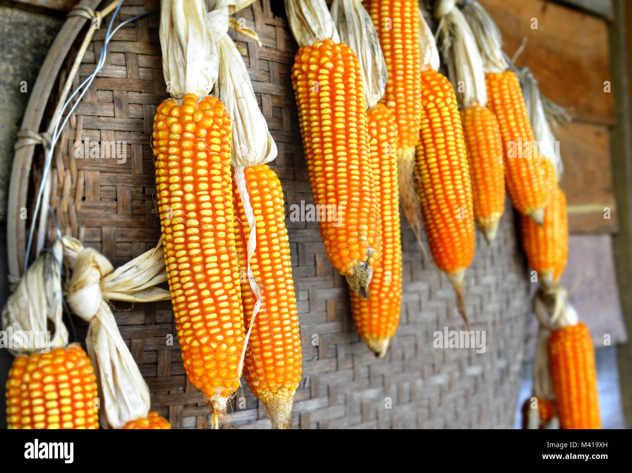 Agriculture farm corn hi-res stock photography and images - Alamy