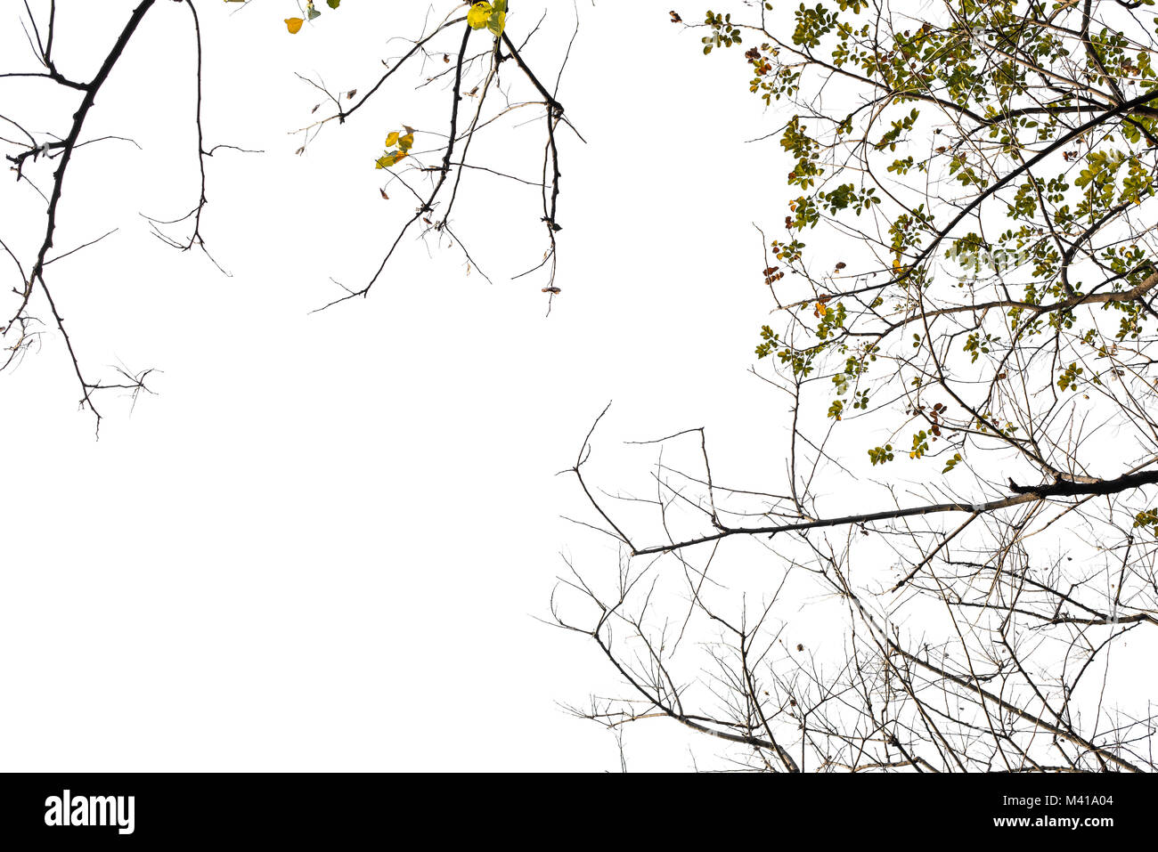 Isolated tree branches hi-res stock photography and images - Alamy