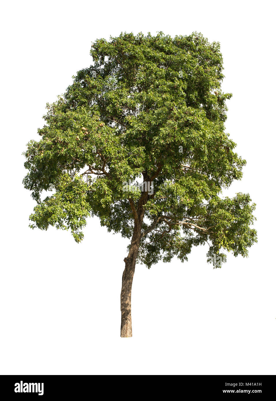 Isolated tree on white background Stock Photo - Alamy
