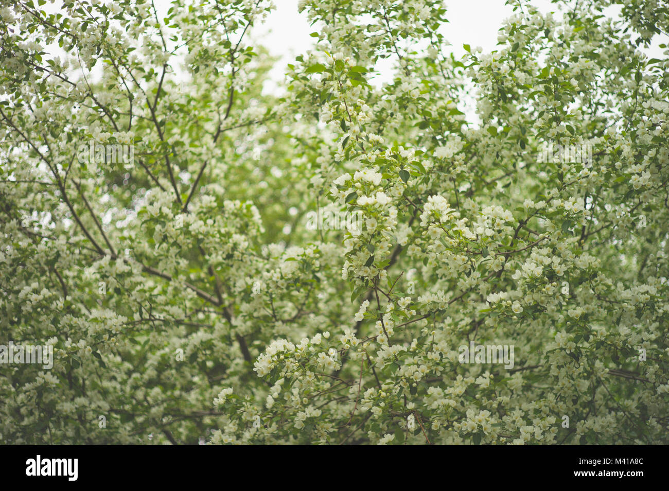 Tree brunch with white spring blossoms. Apple tree Stock Photo - Alamy
