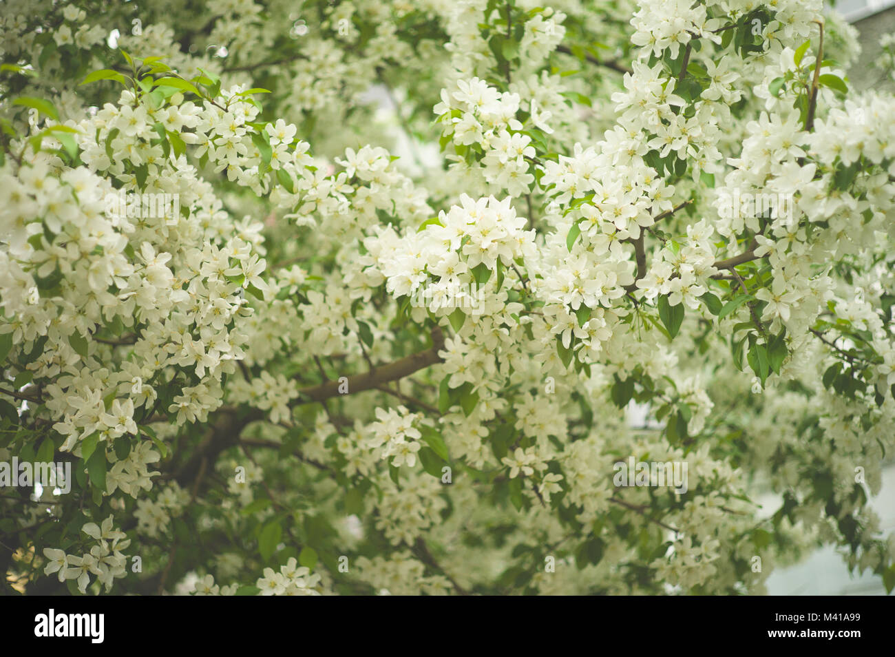 Tree brunch with white spring blossoms. Apple tree Stock Photo - Alamy