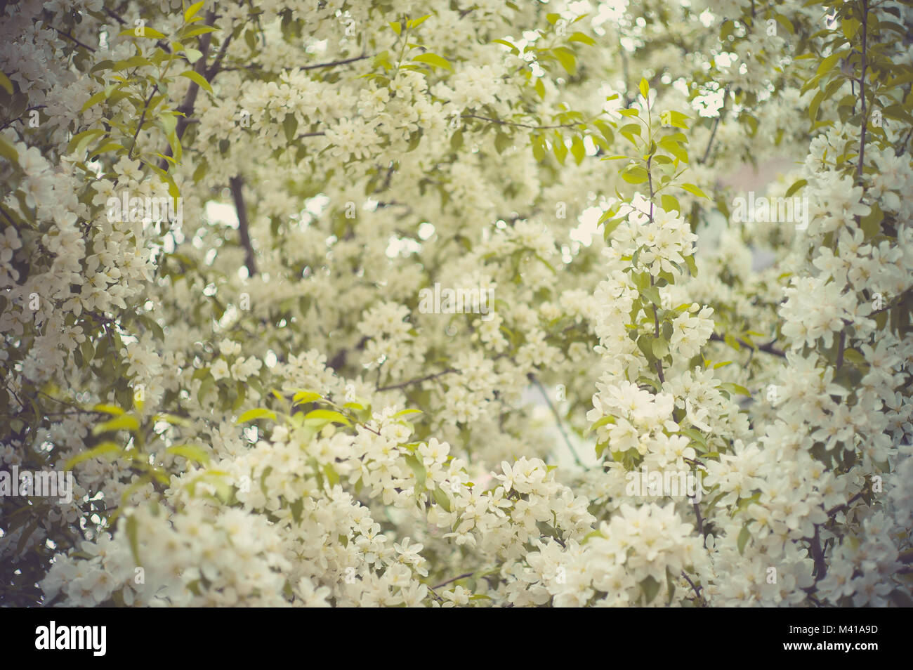 Tree brunch with white spring blossoms. Apple tree Stock Photo - Alamy