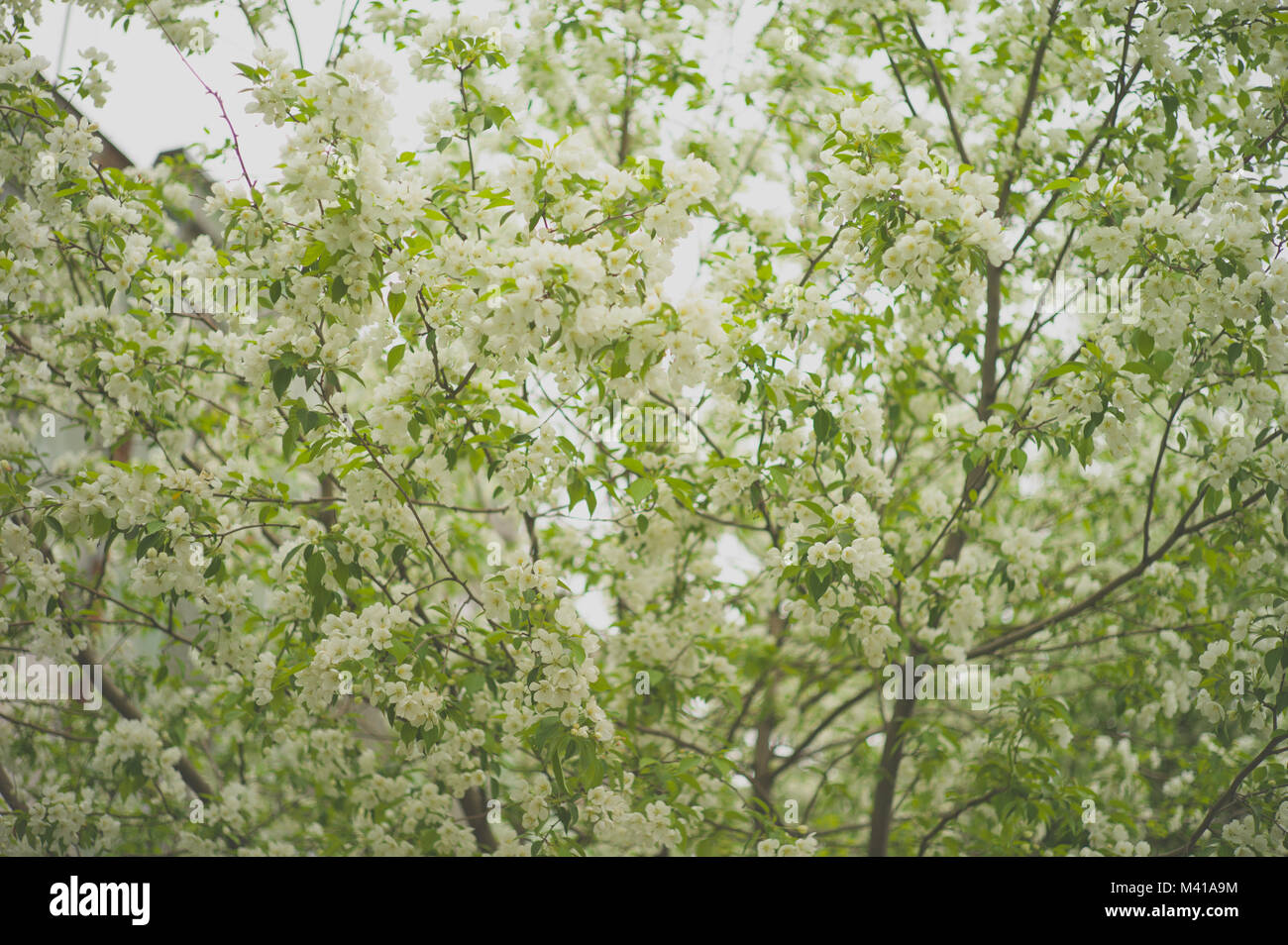 Tree brunch with white spring blossoms. Apple tree Stock Photo - Alamy
