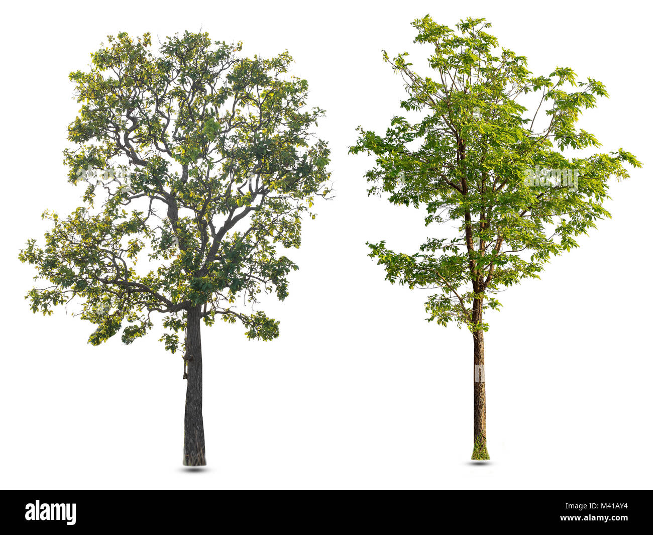 Isolated trees on white background Stock Photo - Alamy