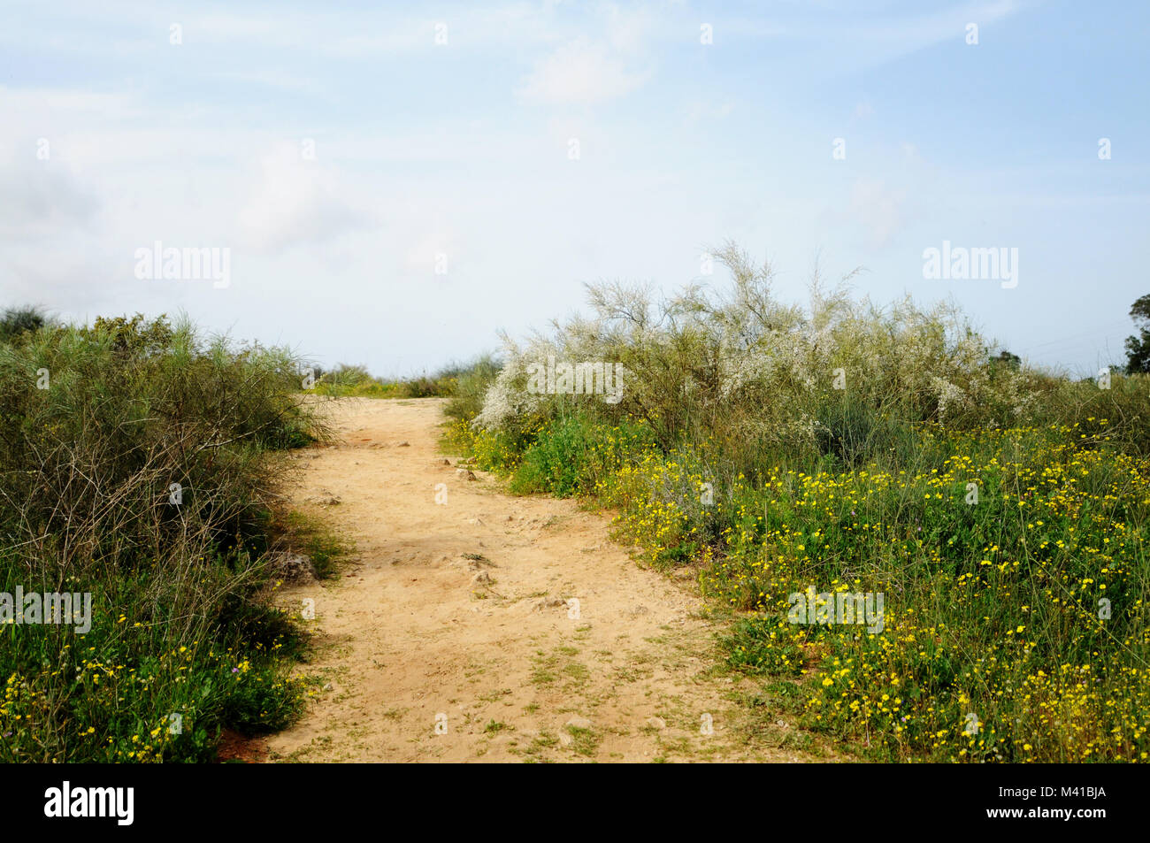 Path - way in nature Stock Photo - Alamy
