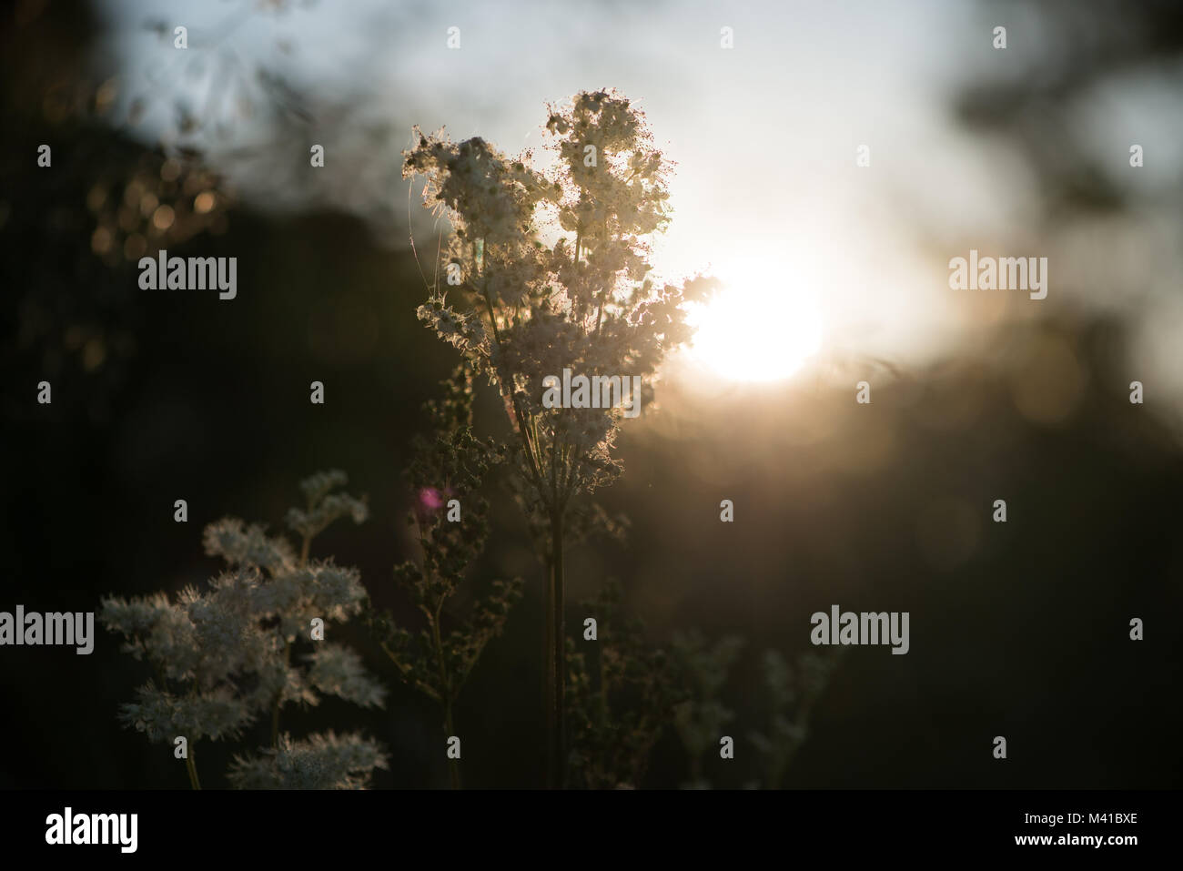 Sunlight and wildflowers hi-res stock photography and images - Alamy