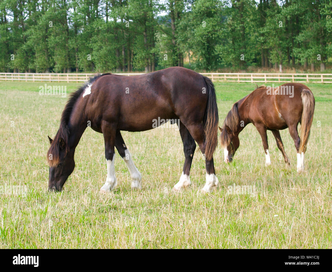 Horse In Paddock Stock Photo - Alamy