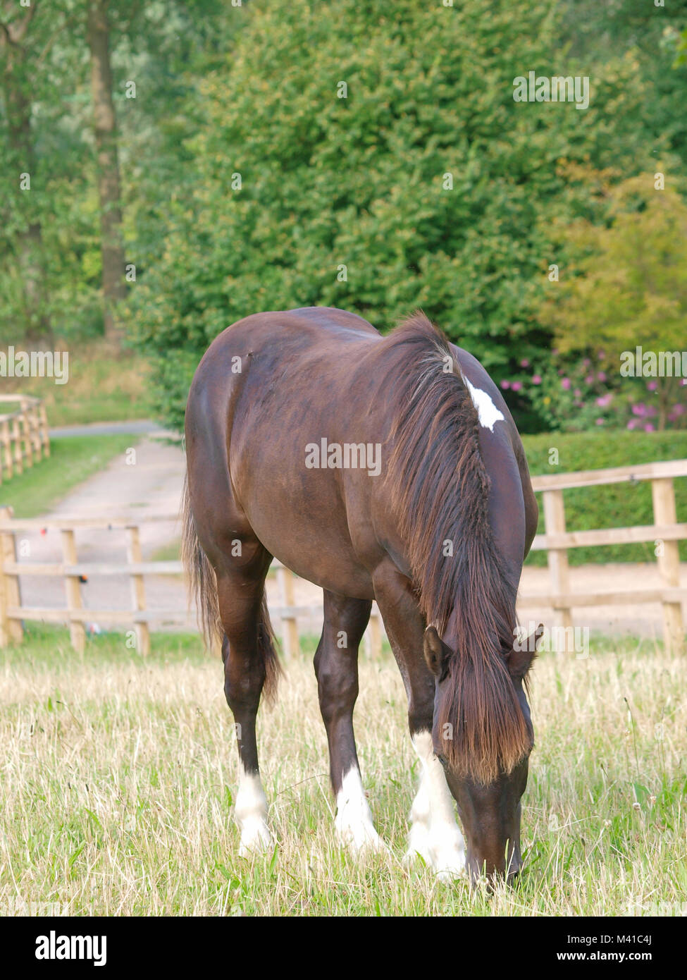 Horse In Paddock Stock Photo - Alamy