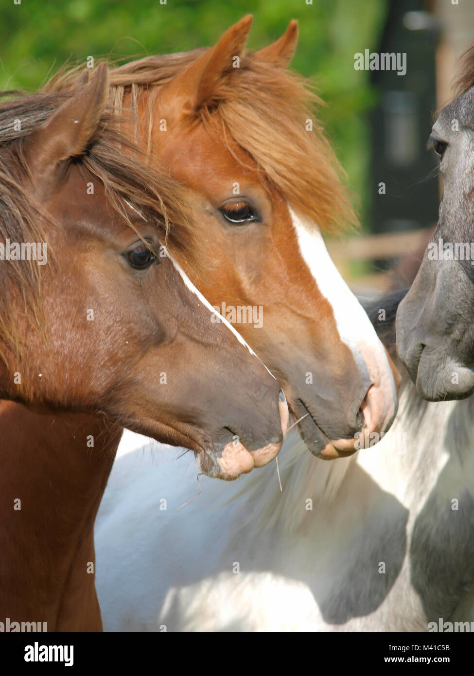 Horse In Paddock Stock Photo - Alamy