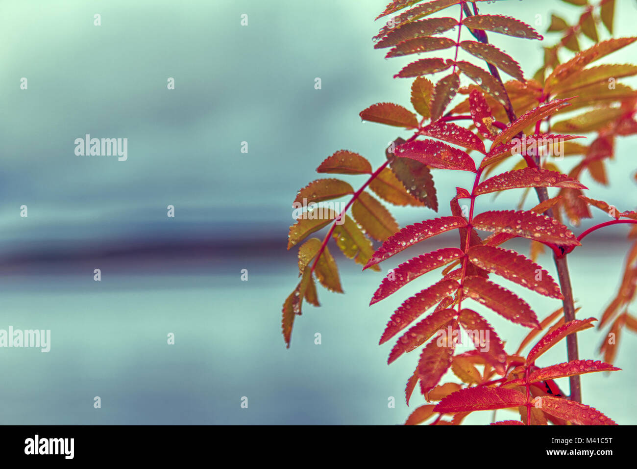 Northern autumn. Red leaves of mountain ash covered with large drops of ...