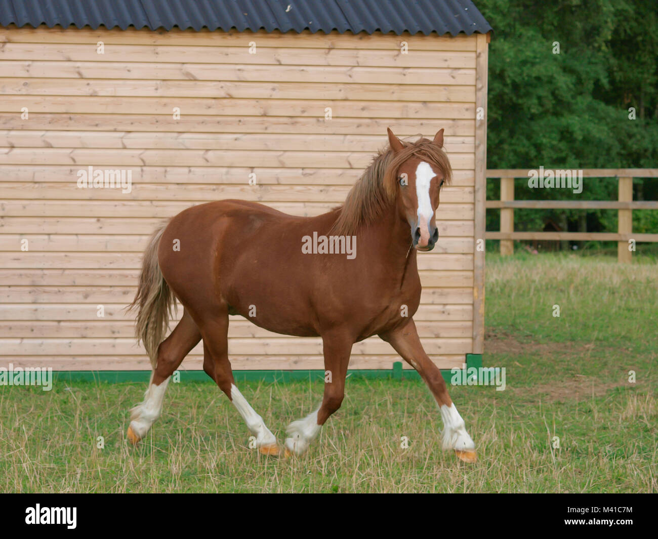 Horse In Paddock Stock Photo - Alamy
