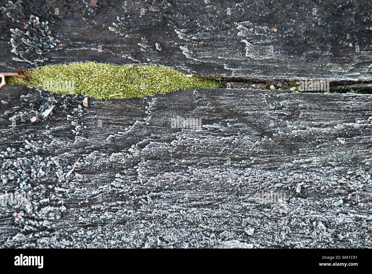 frozen background of natural materials. plants in frost on black wood ...