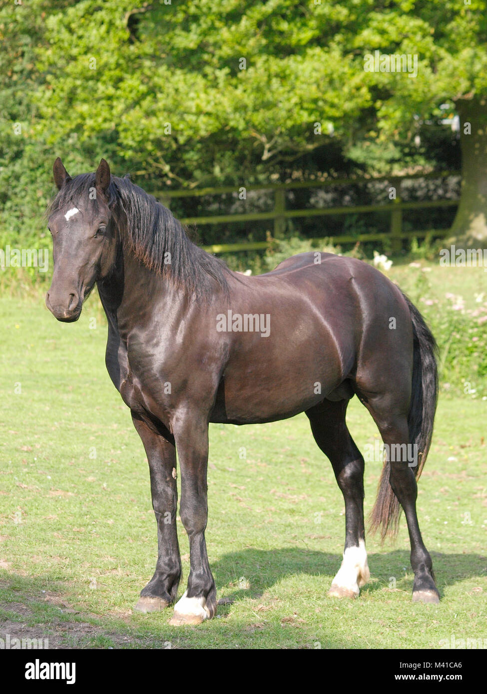 Horse In Paddock Stock Photo - Alamy